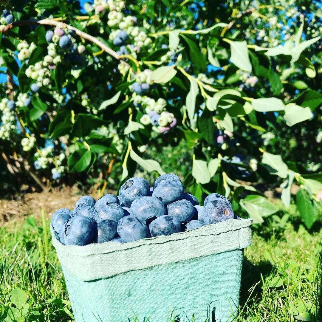 Butternut Farm - A Pick Your Own Fruit Farm