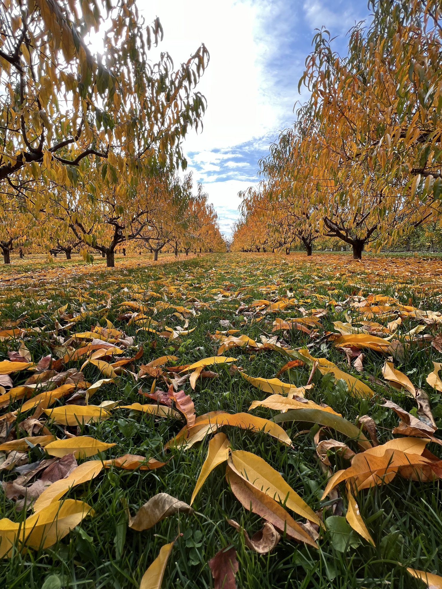 Butternut Farm - A Pick Your Own Fruit Farm