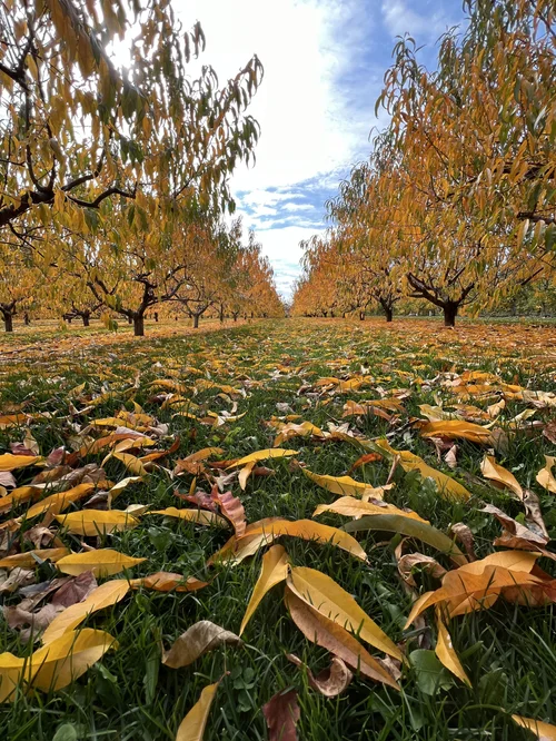 Butternut Farm - A Pick Your Own Fruit Farm