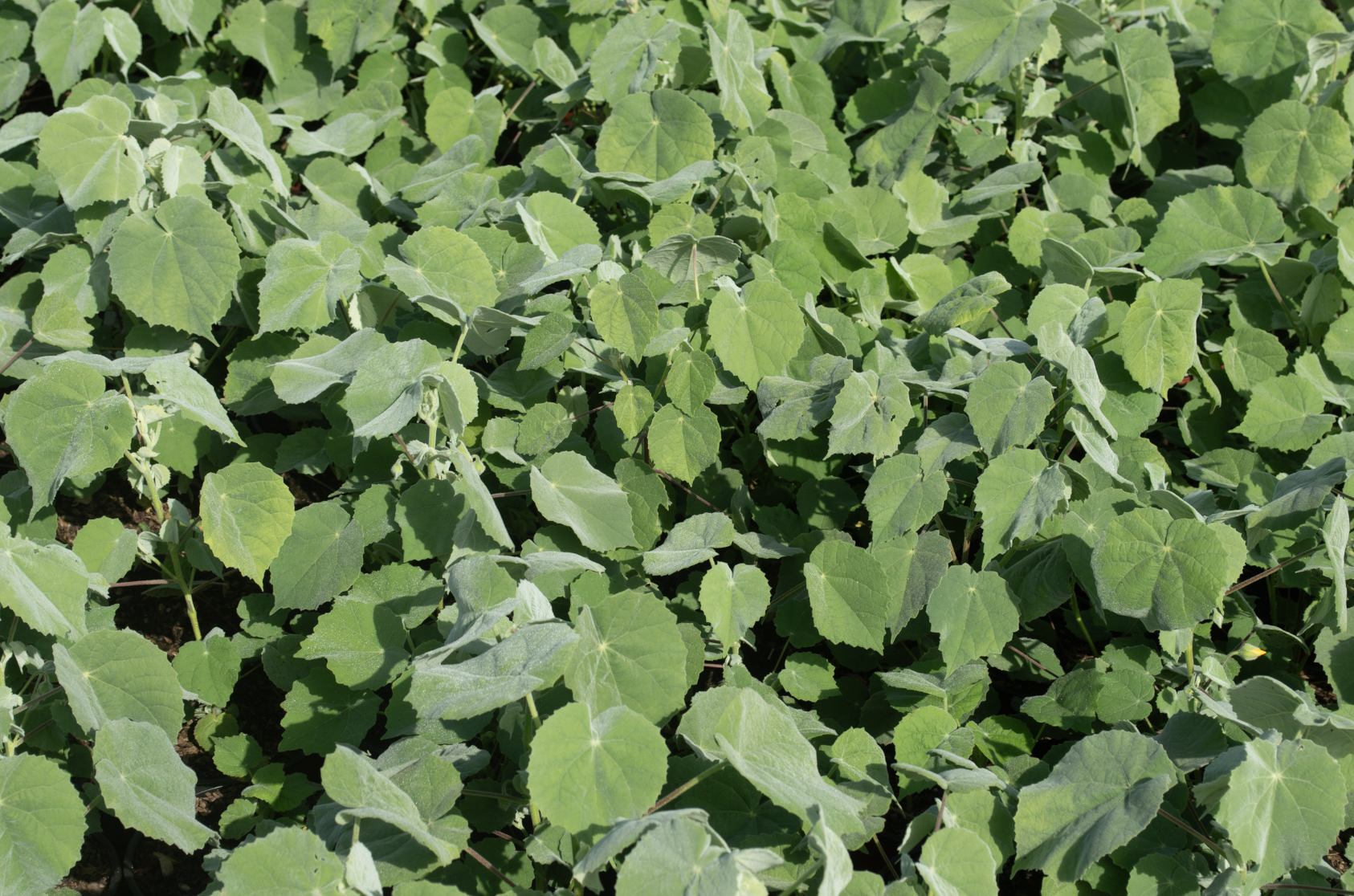 Abutilon palmeri (Palmer's Indian Mallow) — Native West Nursery ...