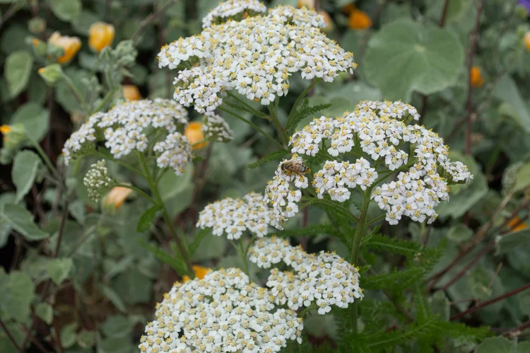Achillea millefolium - Common Yarrow — Native West Nursery - California ...
