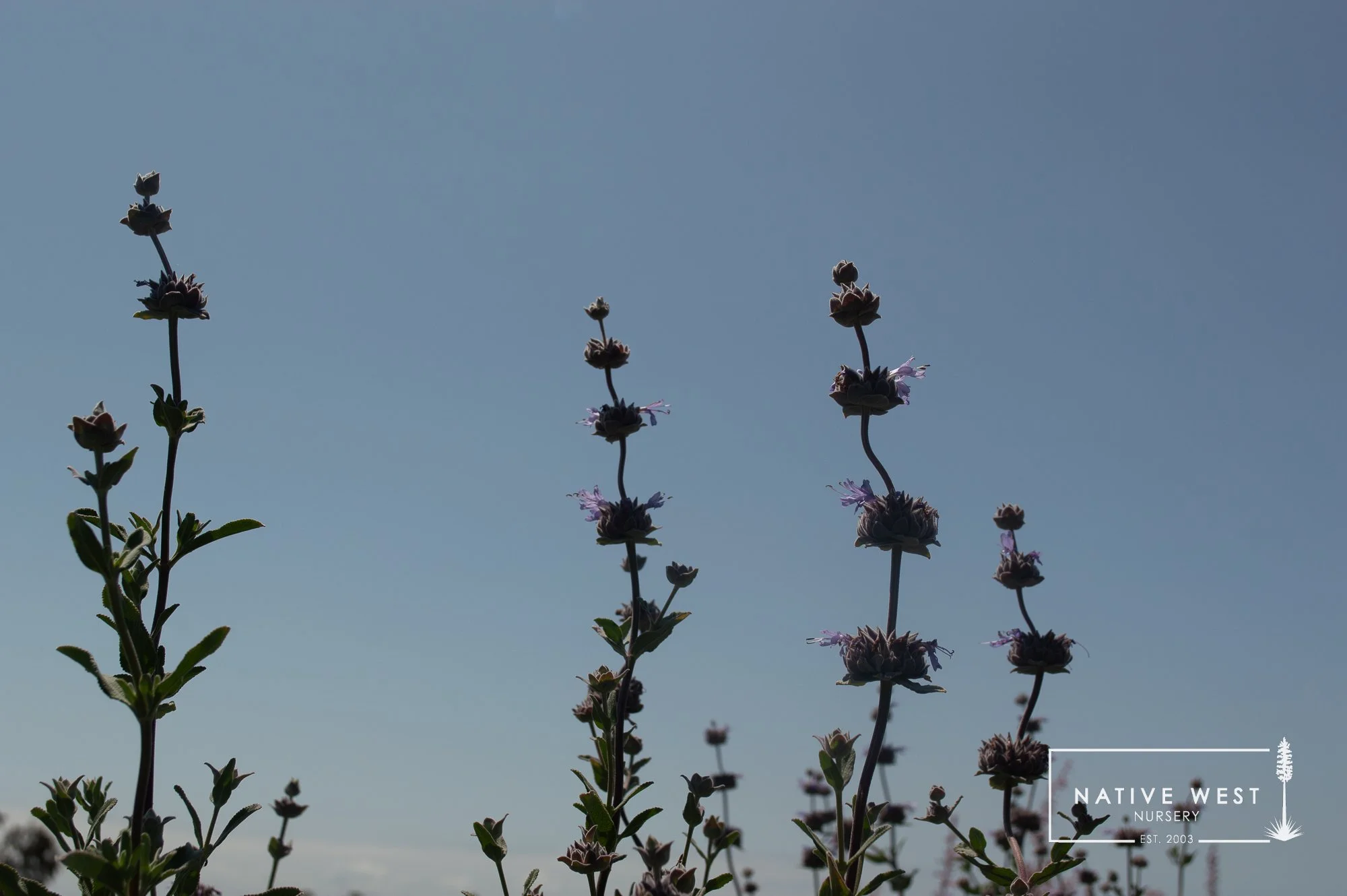 Salvia 'Pozo Blue' (Pozo Blue Sage) — Native West Nursery - California ...