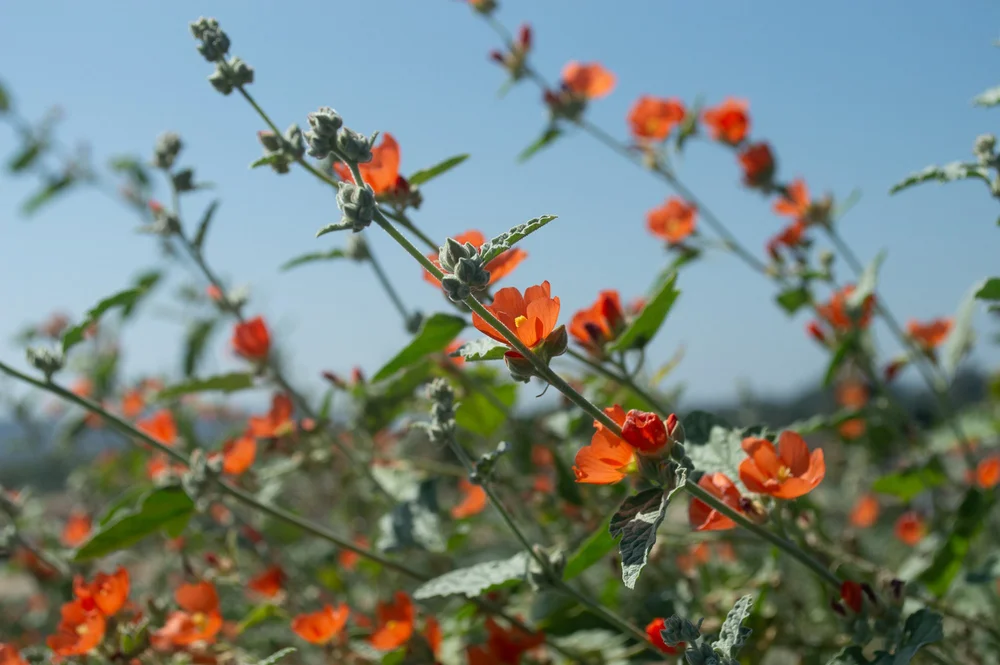 Native West Nursery - California Native Plants