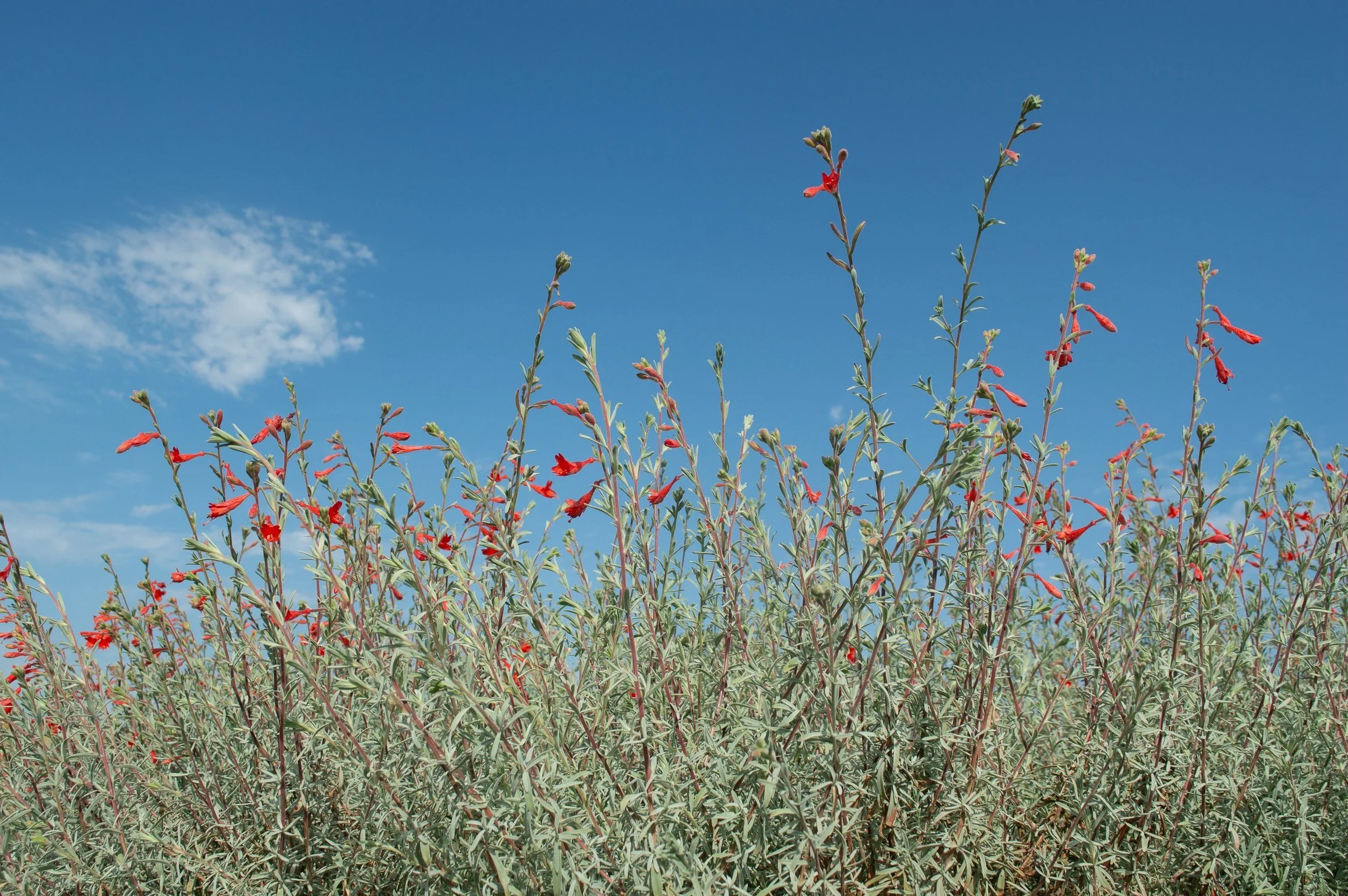 Groundcover — California Native Plant Database — Native West Nursery ...