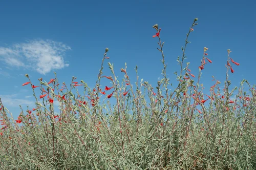California Native Plant Database — Native West Nursery - California ...