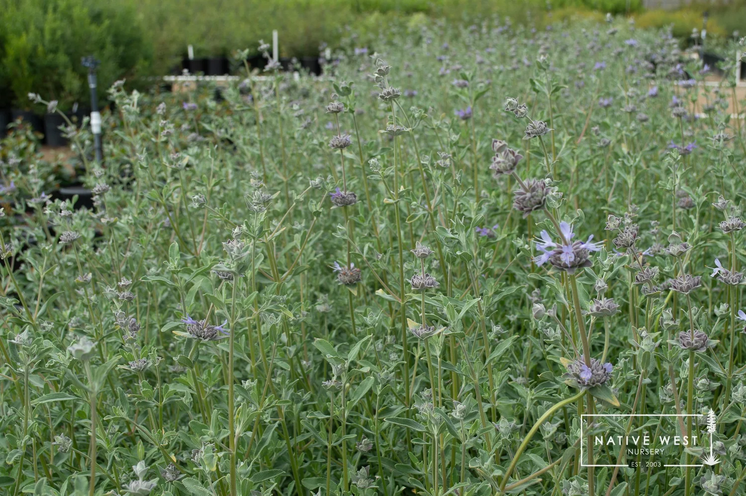 Salvia 'Pozo Blue' (Pozo Blue Sage) — Native West Nursery - California ...