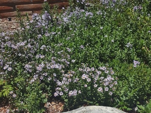 Aster chilensis 'Point Saint George' (Coast Aster) — Native West ...