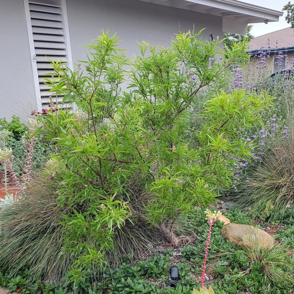 Chilopsis linearis - Desert Willow — Native West Nursery - California ...