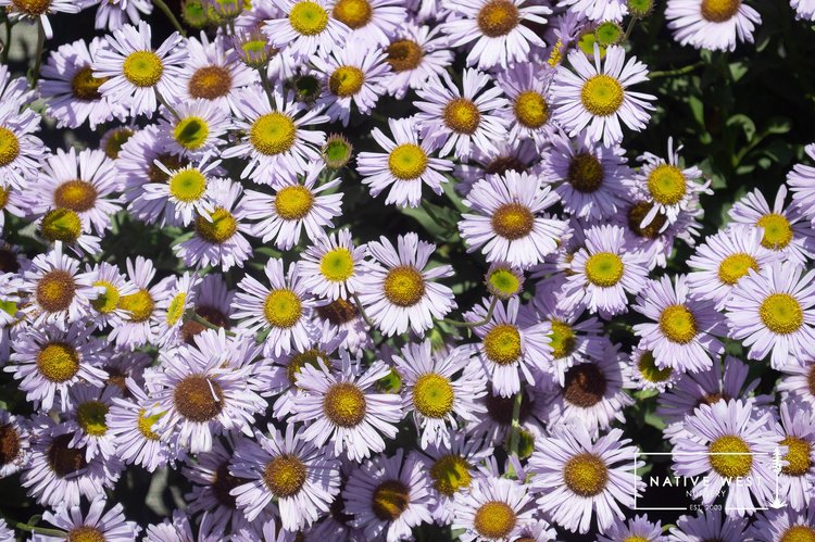 Erigeron glaucus - Seaside Daisy — Native West Nursery - California ...