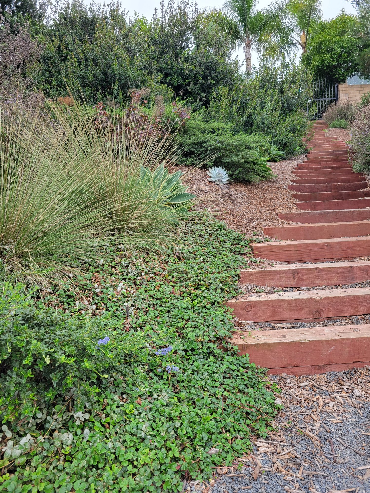 Dormancy Guide — Native West Nursery - California Native Plants