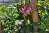 Lonicera hispidula (Pink honeysuckle) — Native West Nursery ...