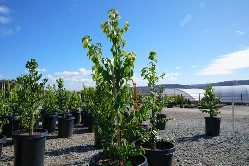 Prunus ilicifolia ssp. lyonii (Catalina Cherry) — Native West Nursery ...