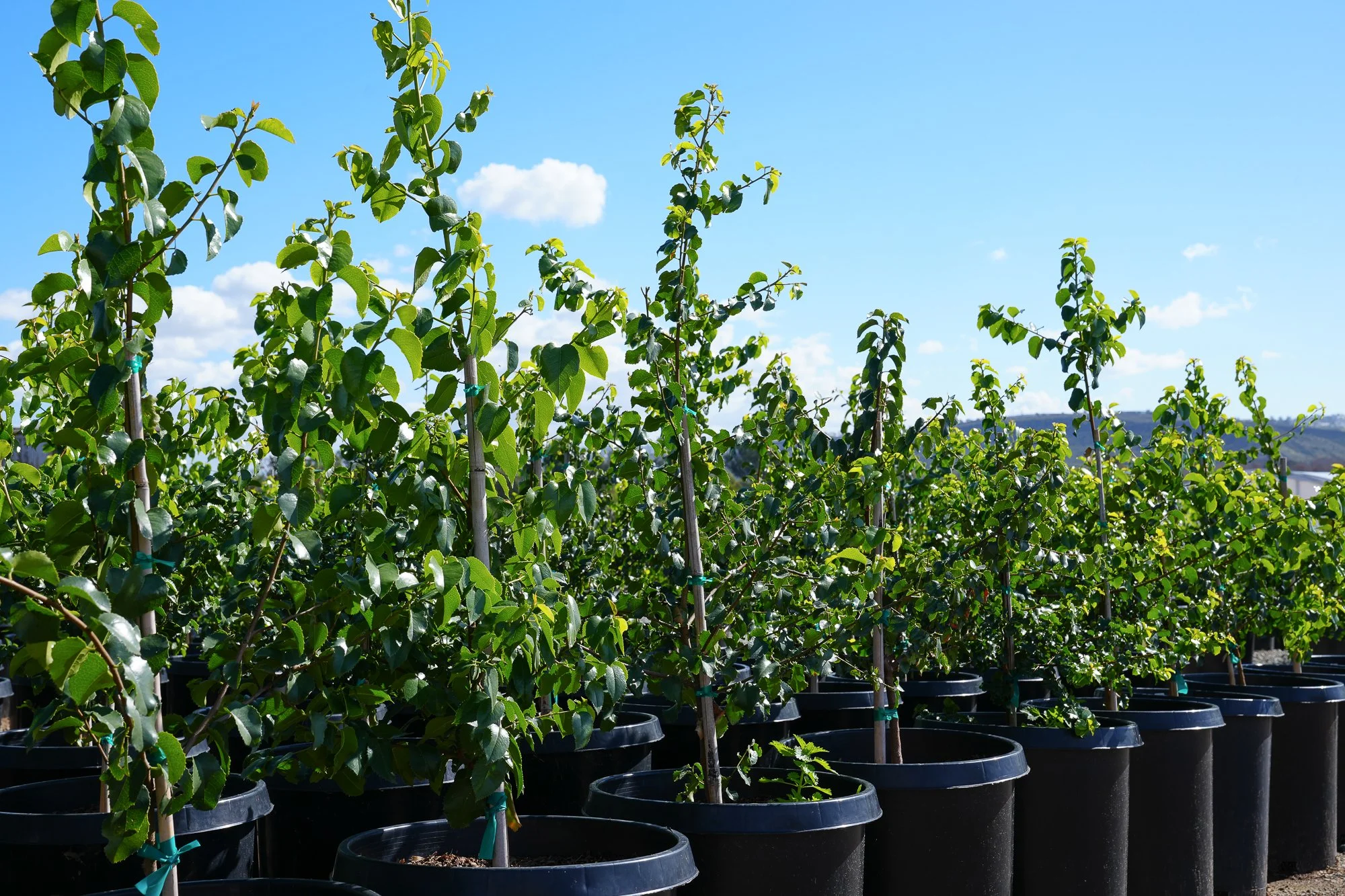 Prunus illicifolia (Hollyleaf Cherry) — Native West Nursery ...