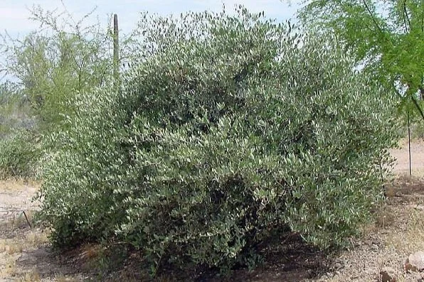 Simmondsia chinensis (Jojoba) — Native West Nursery - California Native ...