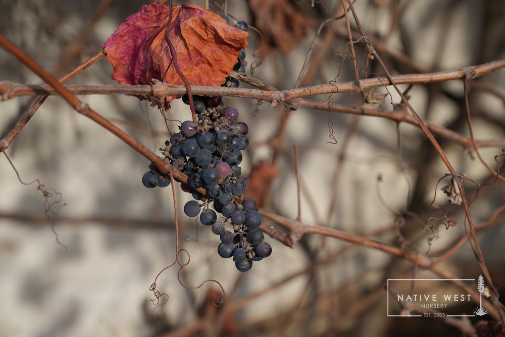 Vitis 'Roger's Red' (Roger's Red Grape) — Native West Nursery ...