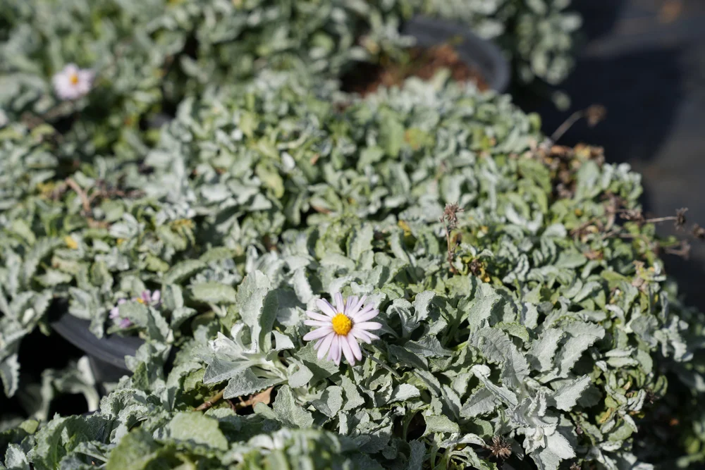 Corethrogyne filaginifolia 'Silver Carpet' - Silver Carpet Aster ...