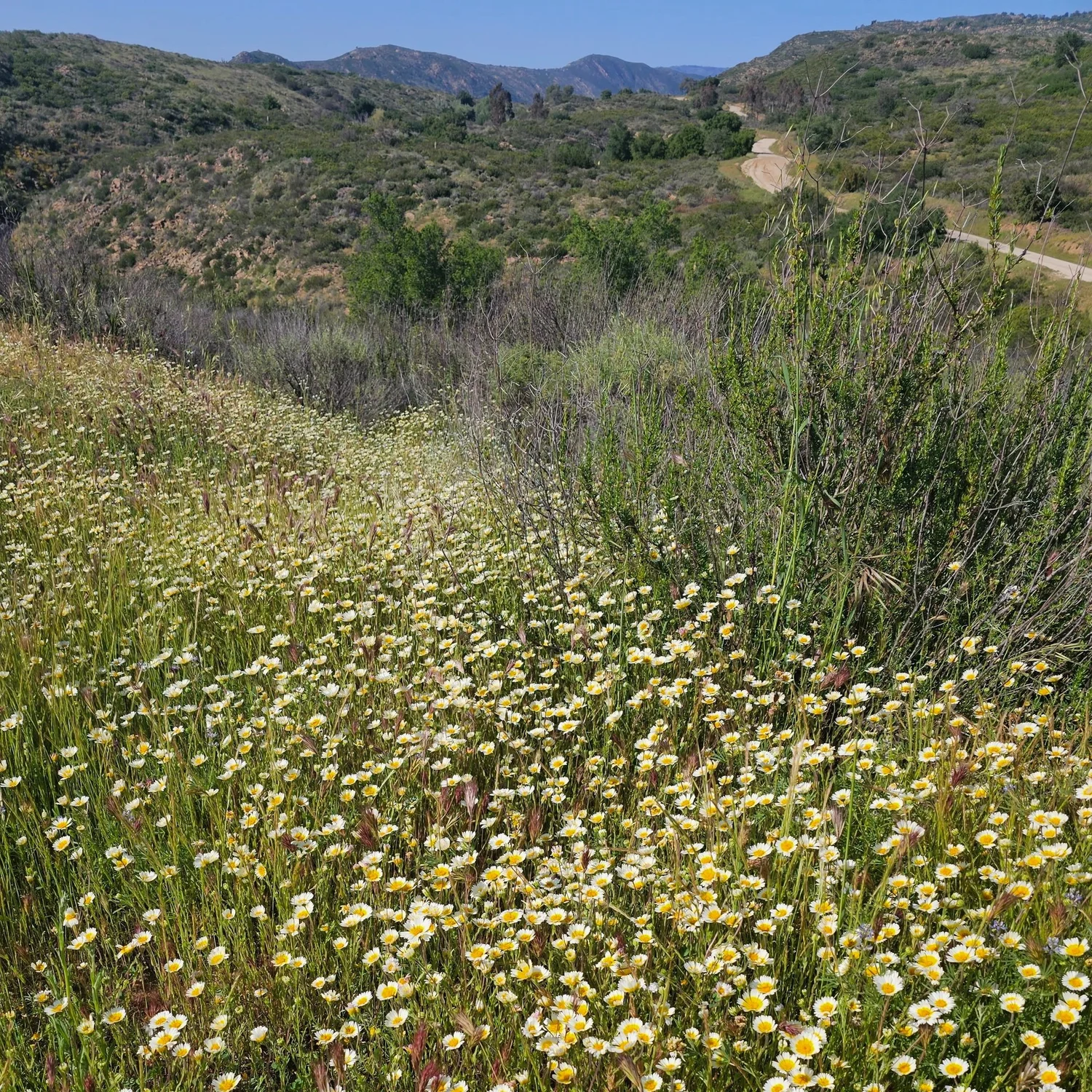 California Native Wildflower Seed Mix — Native West Nursery ...