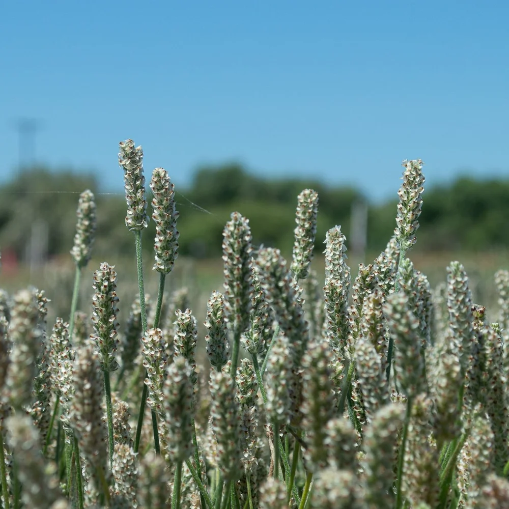 California Native Wildflower Seed Mix — Native West Nursery ...