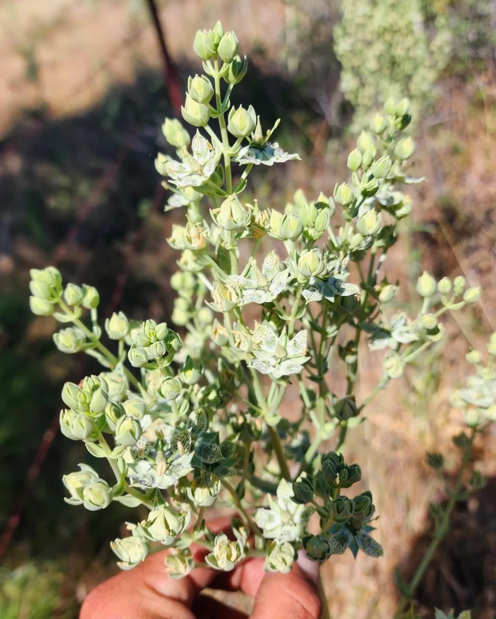 Store — Native West Nursery - California Native Plants