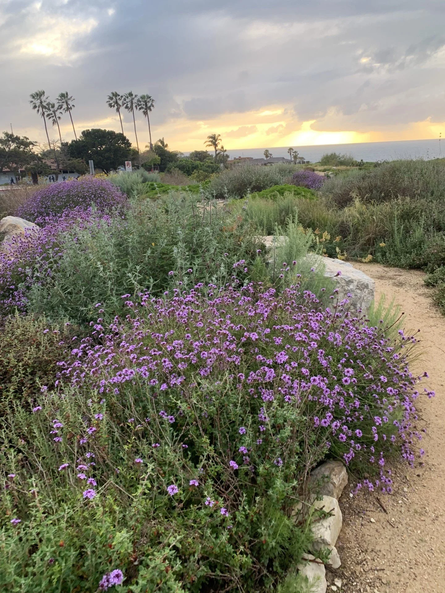 Verbena lilacina 'De La Mina' - De La Mina Verbena - Care Information ...