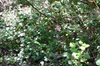 Ribes viburnifolium (Catalina Currant) — Native West Nursery ...