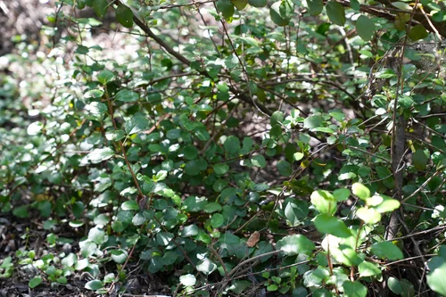 Ribes viburnifolium (Catalina Currant) — Native West Nursery ...