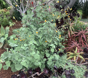 Abutilon palmeri (Palmer's Indian Mallow) — Native West Nursery ...