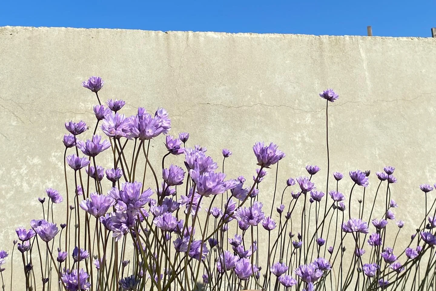 California Native Wildflower Seed Mix — Native West Nursery ...