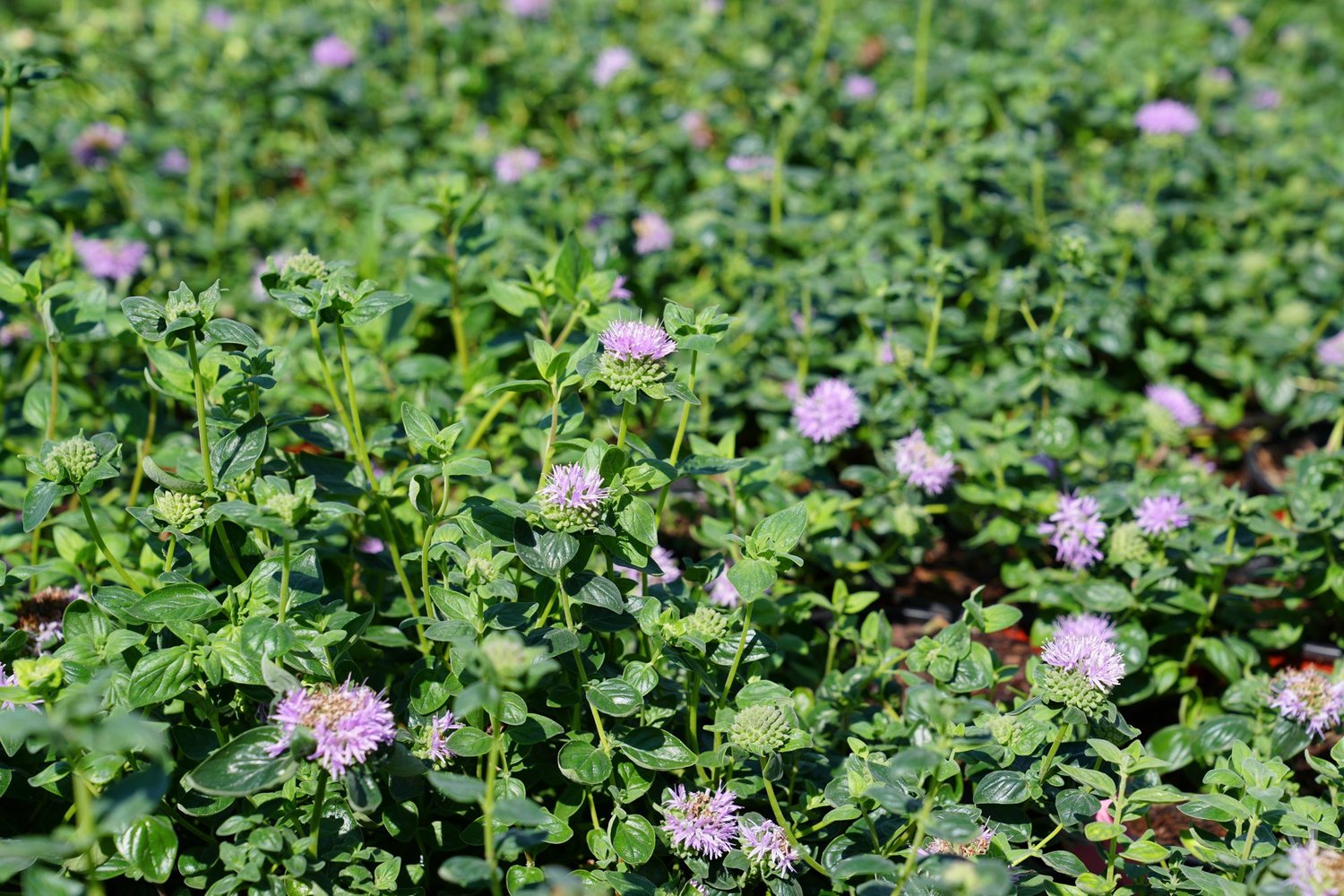 Monardella villosa ‘Russian River’ (Russian River Coyote Mint) — Native ...