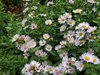 Aster chilensis 'Point Saint George' (Coast Aster) — Native West ...