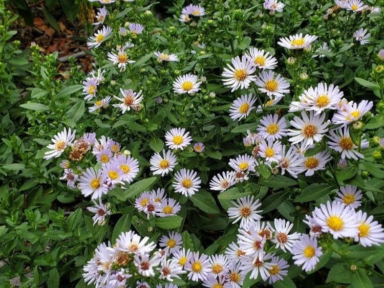 Aster chilensis 'Point Saint George' (Coast Aster) — Native West ...