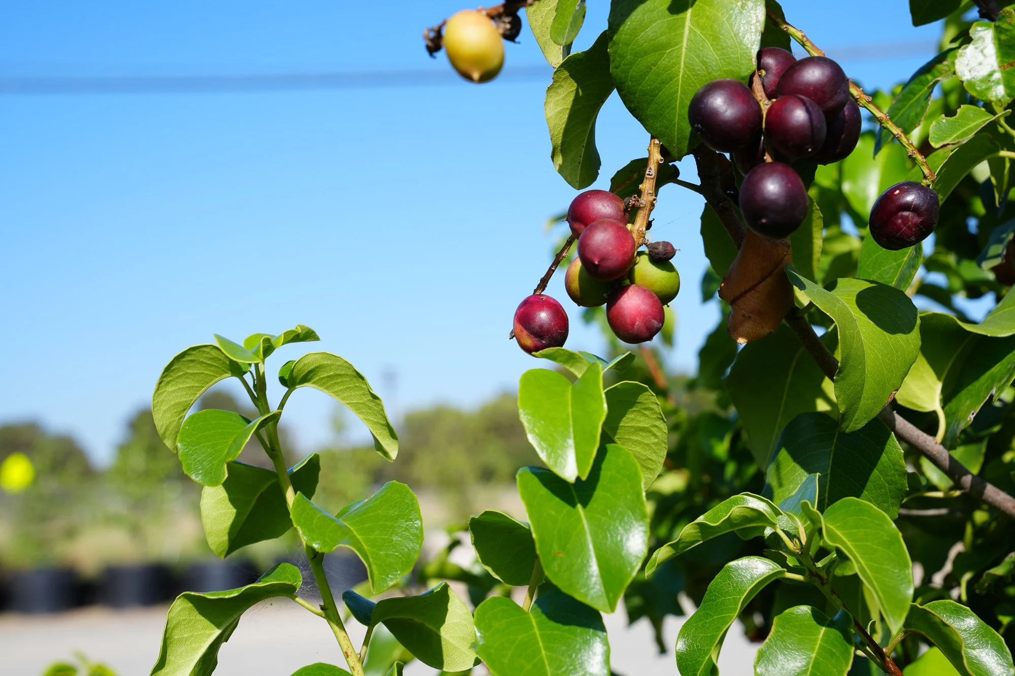 Prunus ilicifolia ssp. lyonii (Catalina Cherry) — Native West Nursery ...
