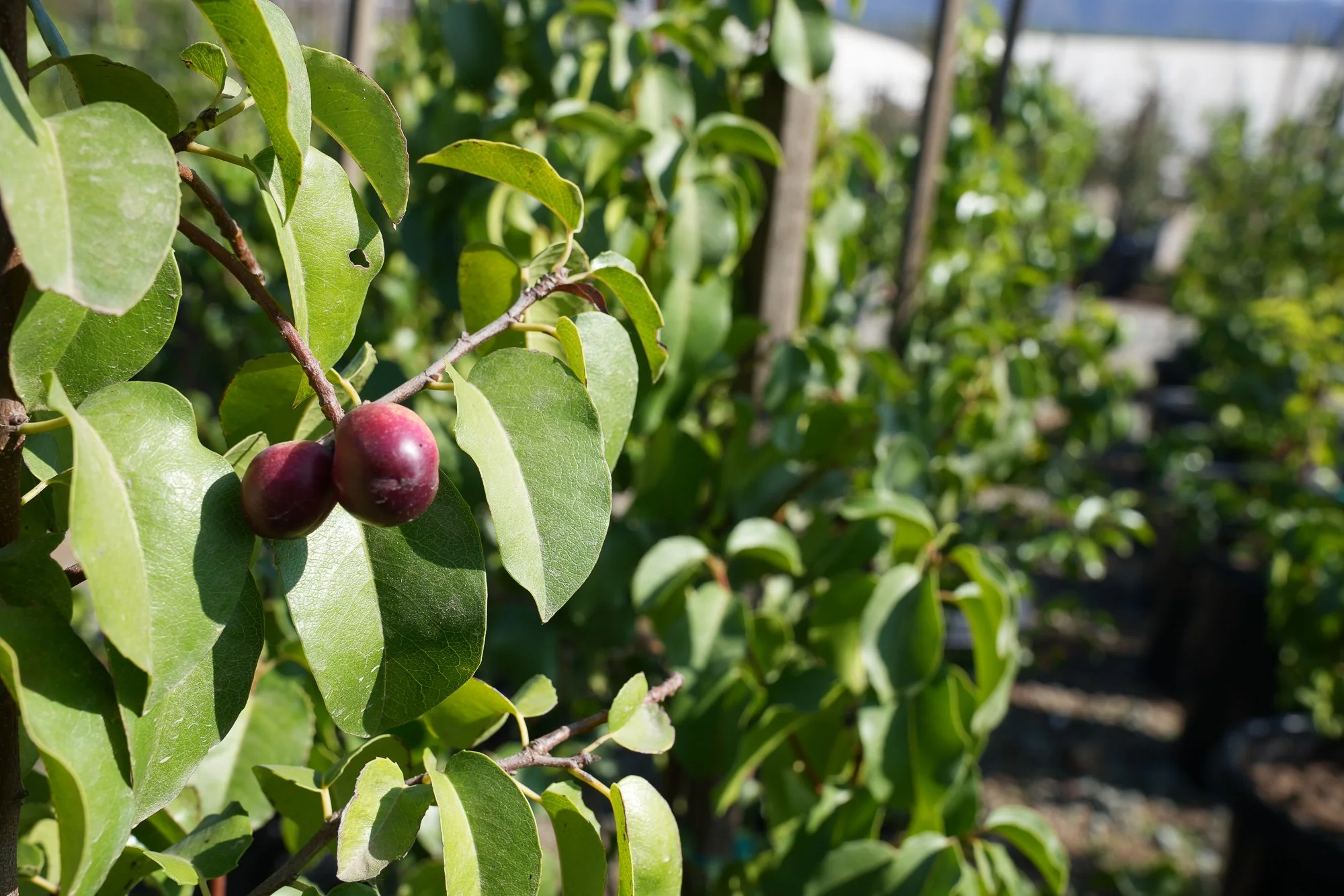 Prunus ilicifolia ssp. lyonii (Catalina Cherry) — Native West Nursery ...