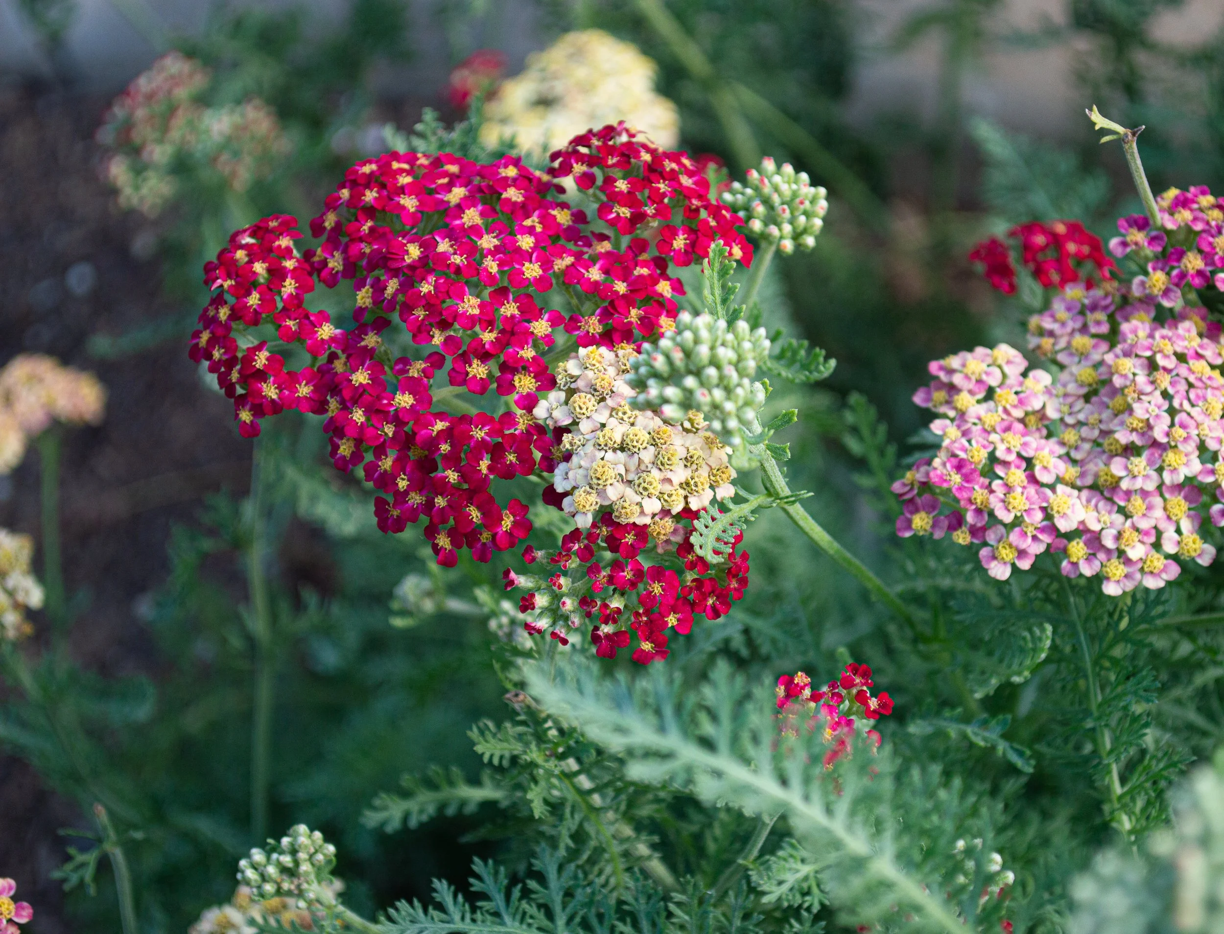 Native West Nursery - California Native Plants