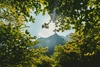 Tree Pod Burials: An Innovative Concept, Not A Reality — The Death Network