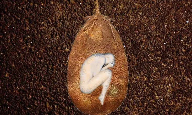 Tree Pod Burials: An Innovative Concept, Not A Reality — The Death Network