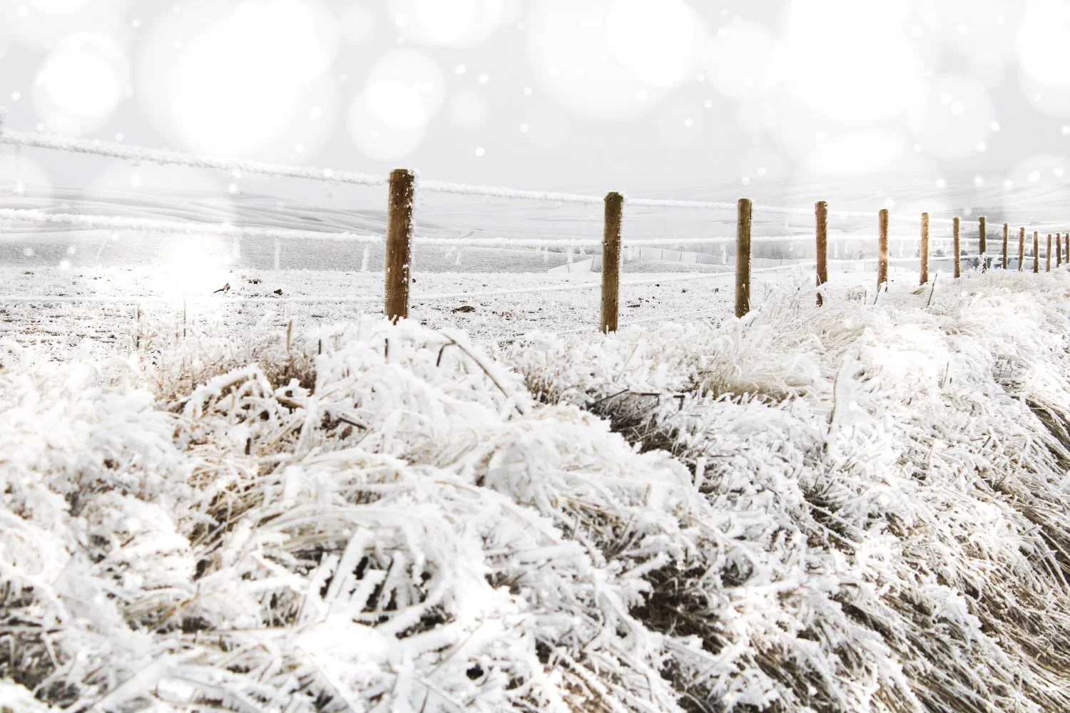 Cluny Farms - Cluny Hutterite Colony - Alberta