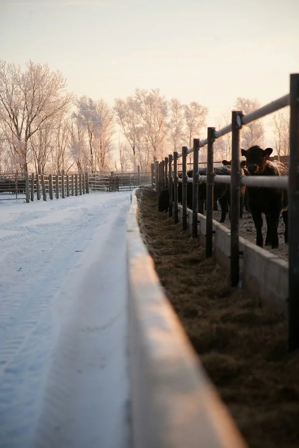 Cluny Farms - Cluny Hutterite Colony - Alberta