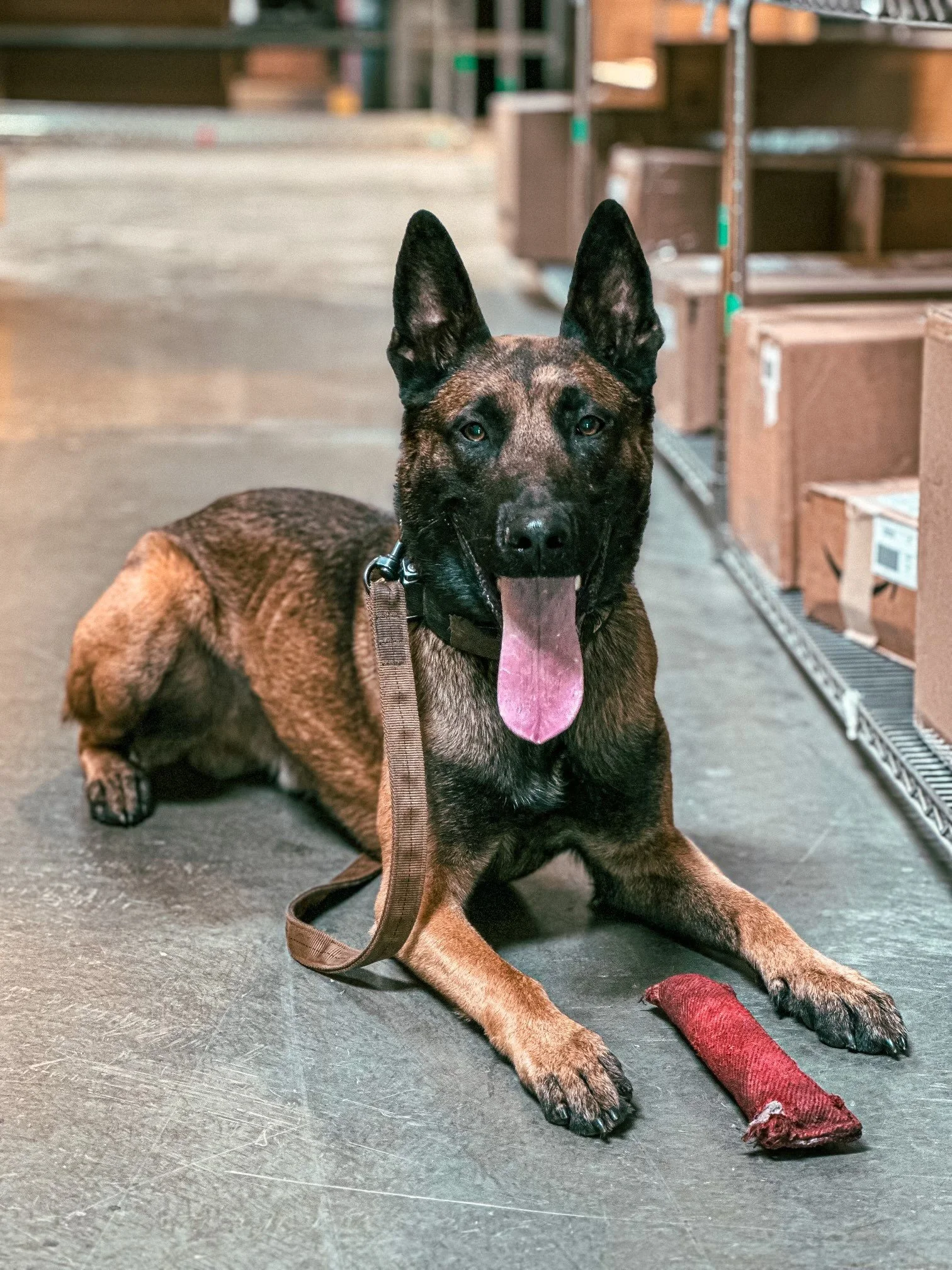 PDX BOMB DOGS - PORTLAND OREGON & PNW BASED EXPLOSIVE AND CONTRABAND ...