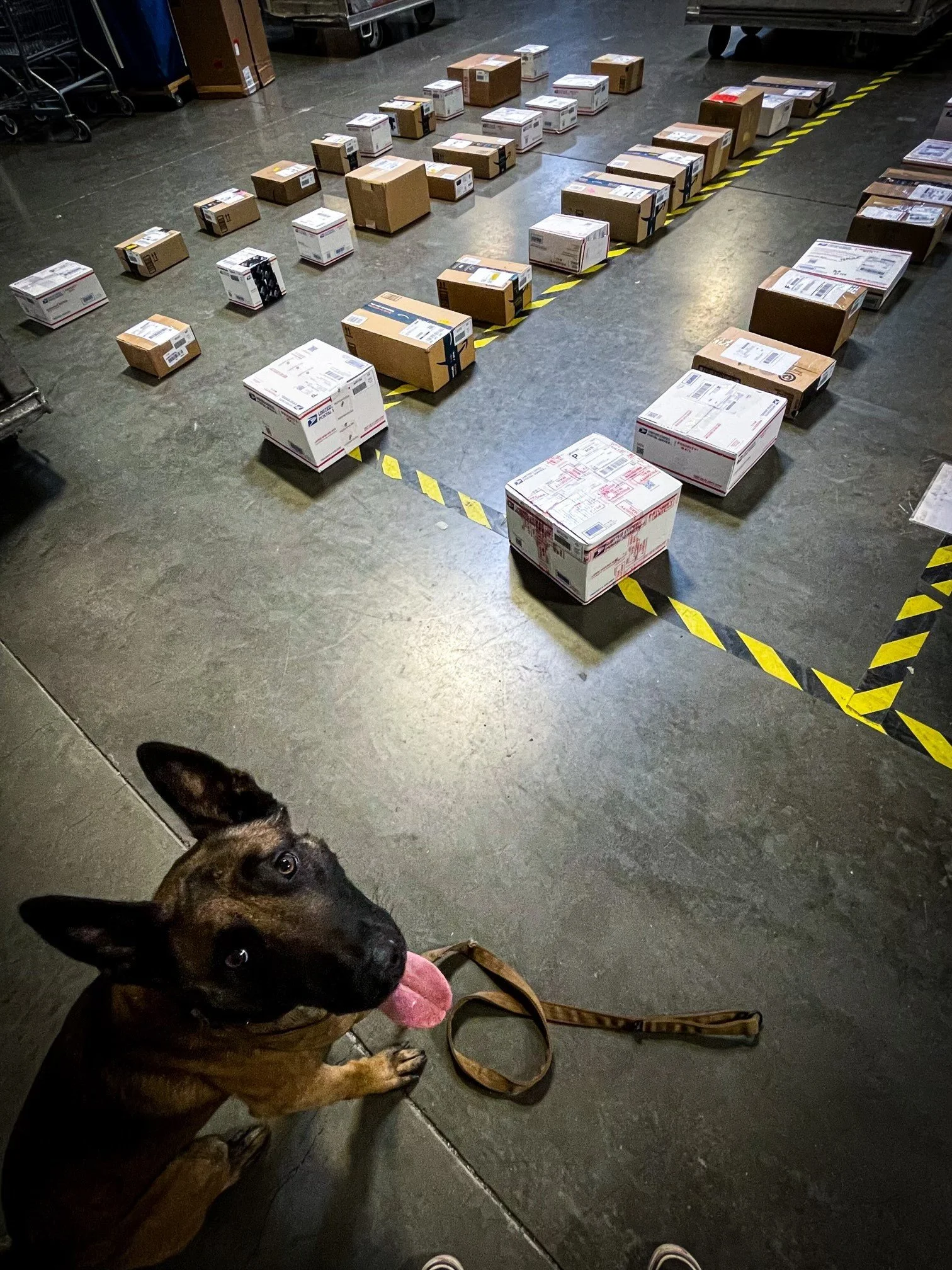 PDX BOMG DOGS- EXPLOSIVE, DRUG AND CONTRABAND DETECTION DOGS. OREGON ...