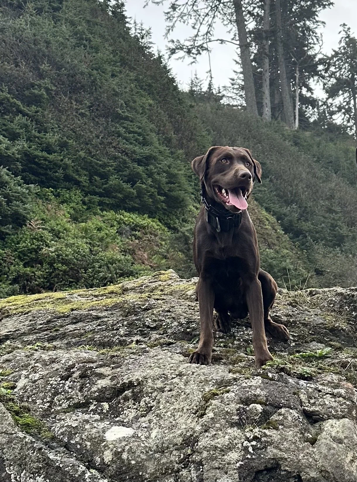 PDX BOMG DOGS- EXPLOSIVE, DRUG AND CONTRABAND DETECTION DOGS. OREGON ...