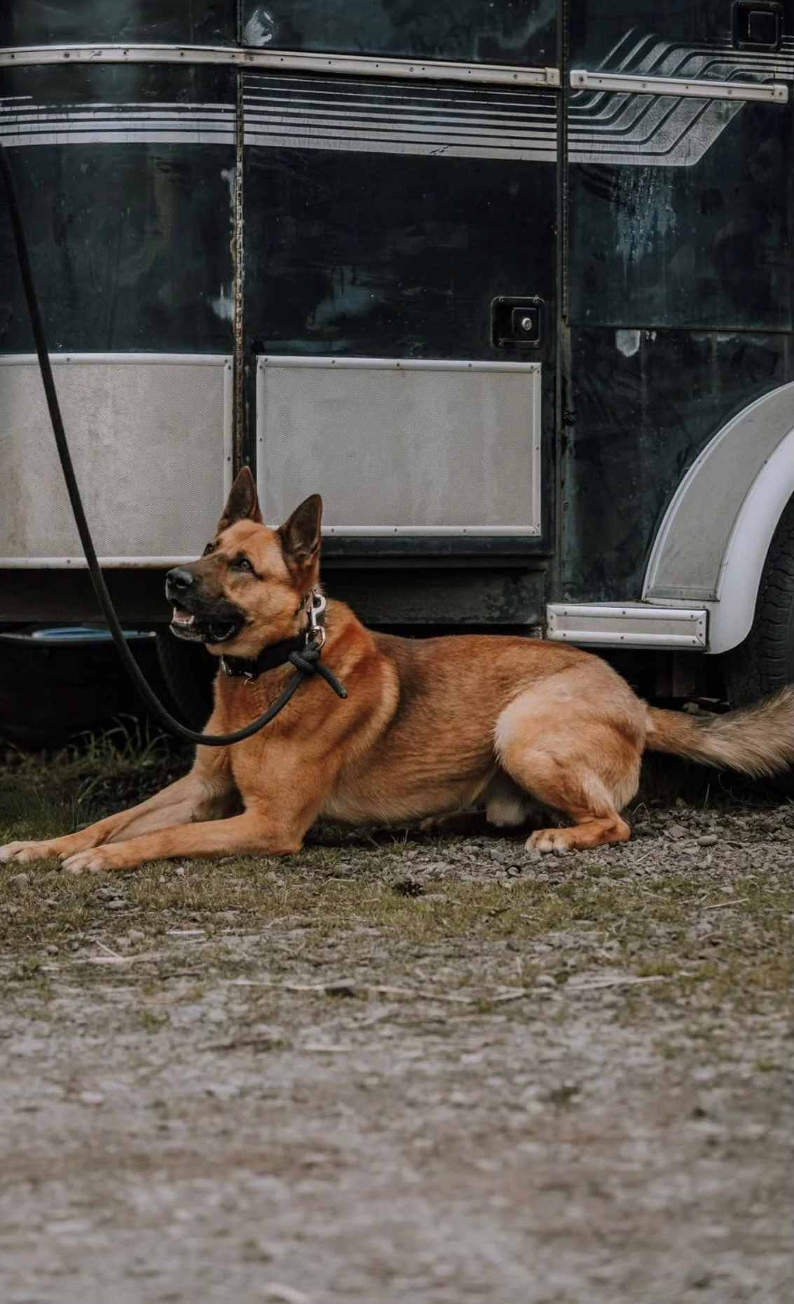 PDX BOMB DOGS - PORTLAND OREGON & PNW BASED EXPLOSIVE AND CONTRABAND ...