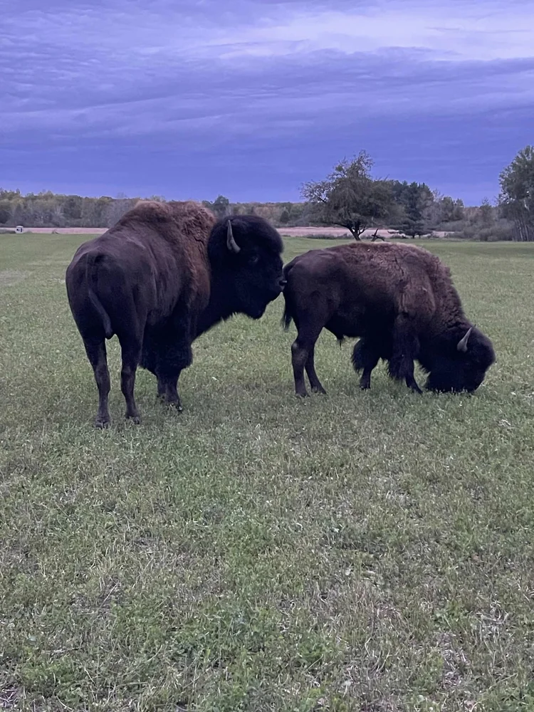 Gallery 2 — Double D Ranch