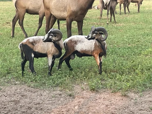Gallery 2 — Double D Ranch
