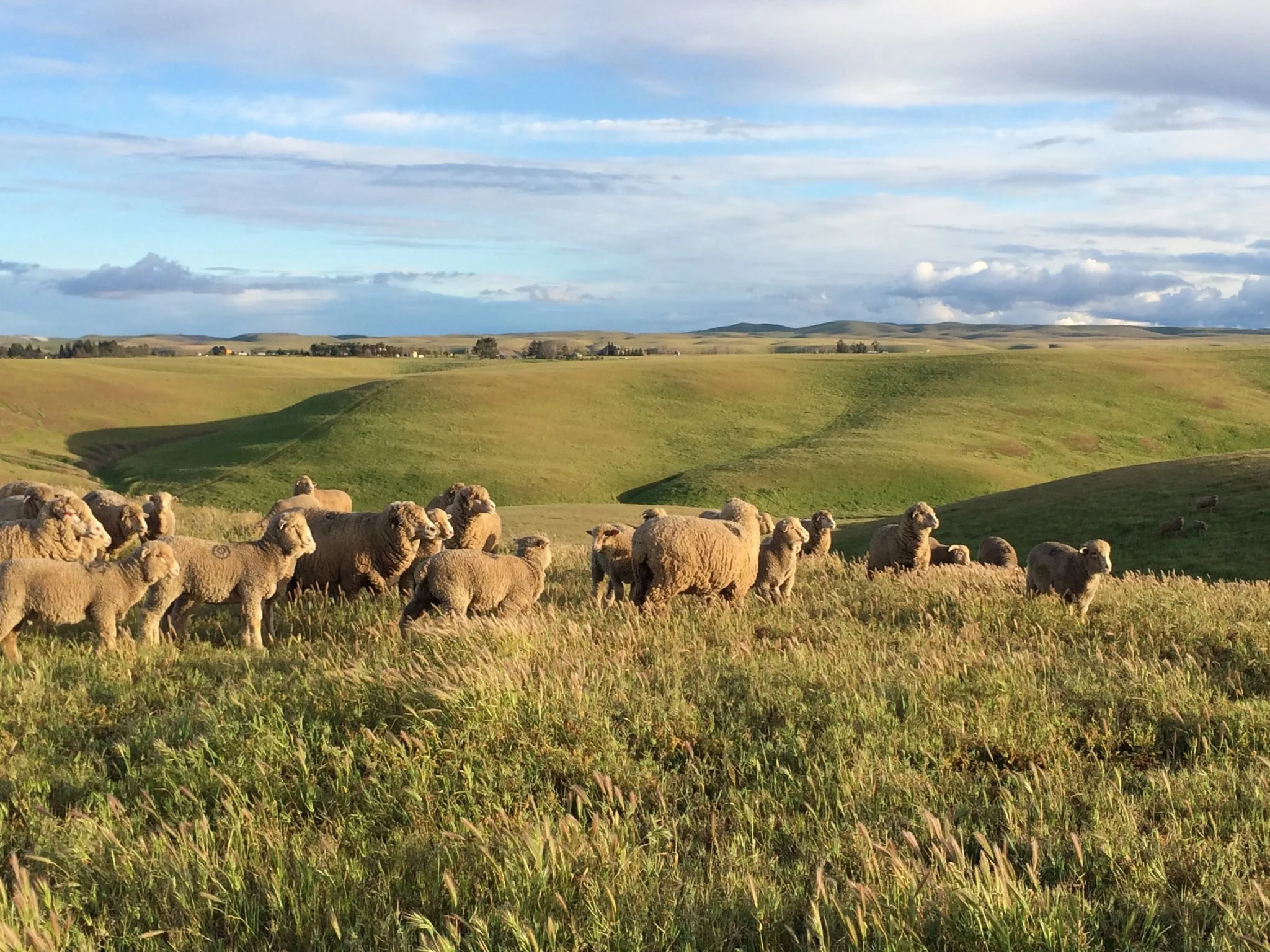 Shop lamb & hides — TALBOTT LAMB & HIDE CO.