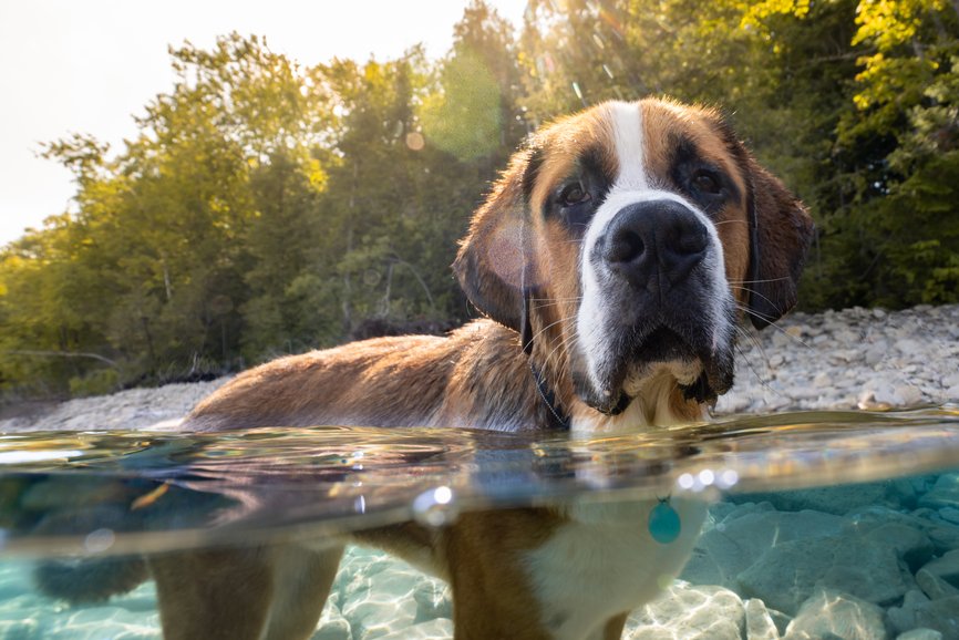 Dog Blog — Phil's Pup Camp