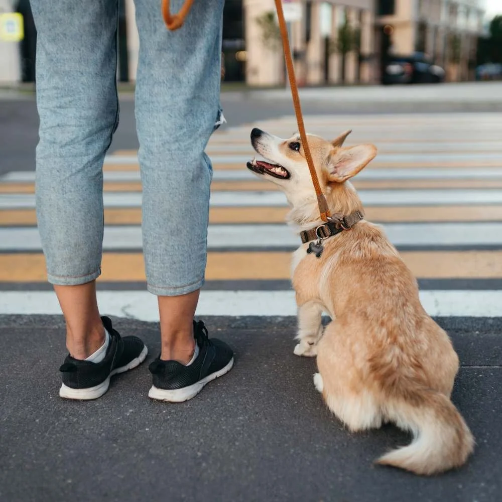 Dog Training Classes — Phil's Pup Camp