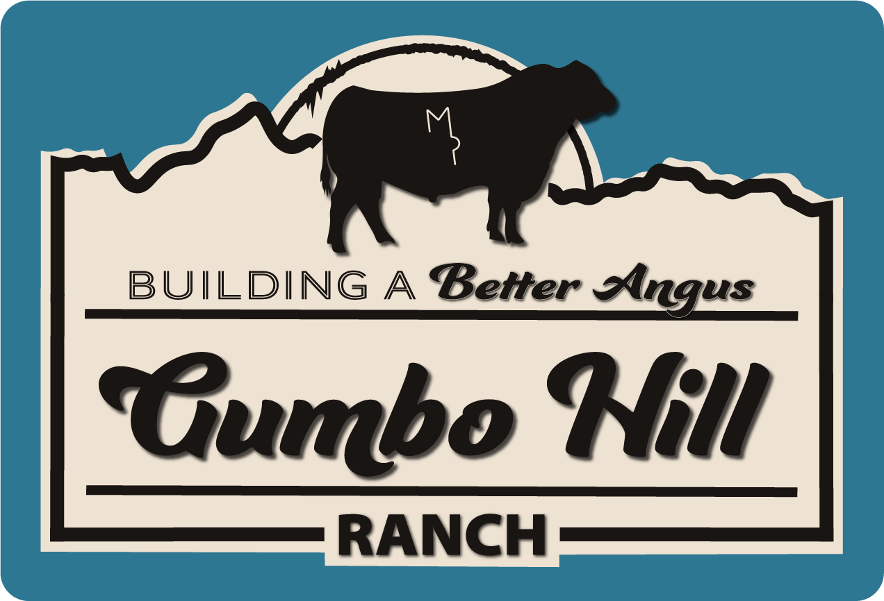 Gumbo Hill Ranch | ANGUS, SIMANGUS & GELBVIEH ANGUS BULLS