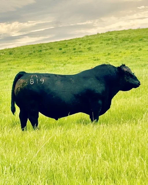 Gumbo Hill Ranch | ANGUS, SIMANGUS & GELBVIEH ANGUS BULLS