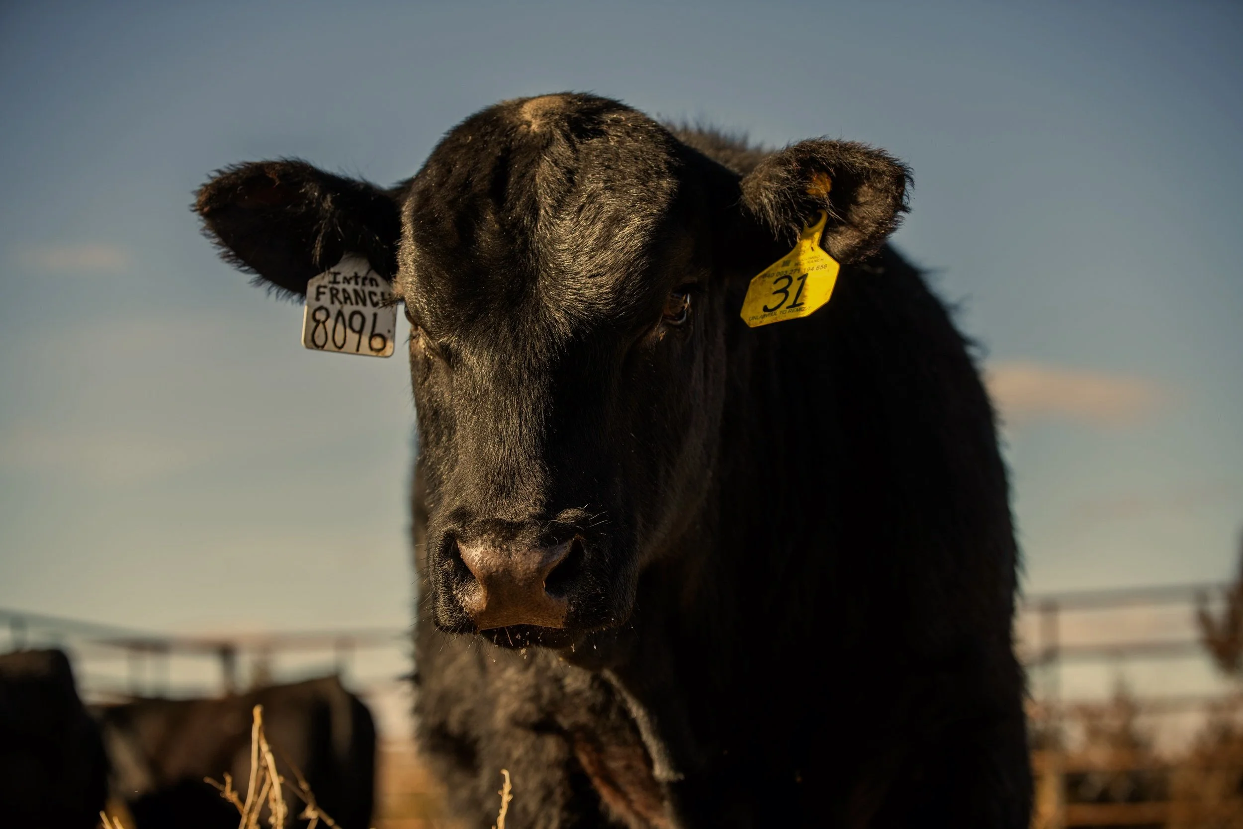 Gumbo Hill Ranch | ANGUS, SIMANGUS & GELBVIEH ANGUS BULLS